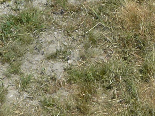 other grass texture 0039 - Texturelib